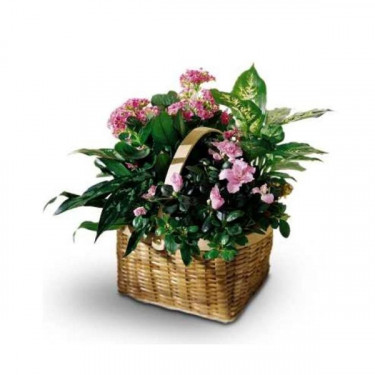 Entretien du Money Tree · LeFleuriste.com™